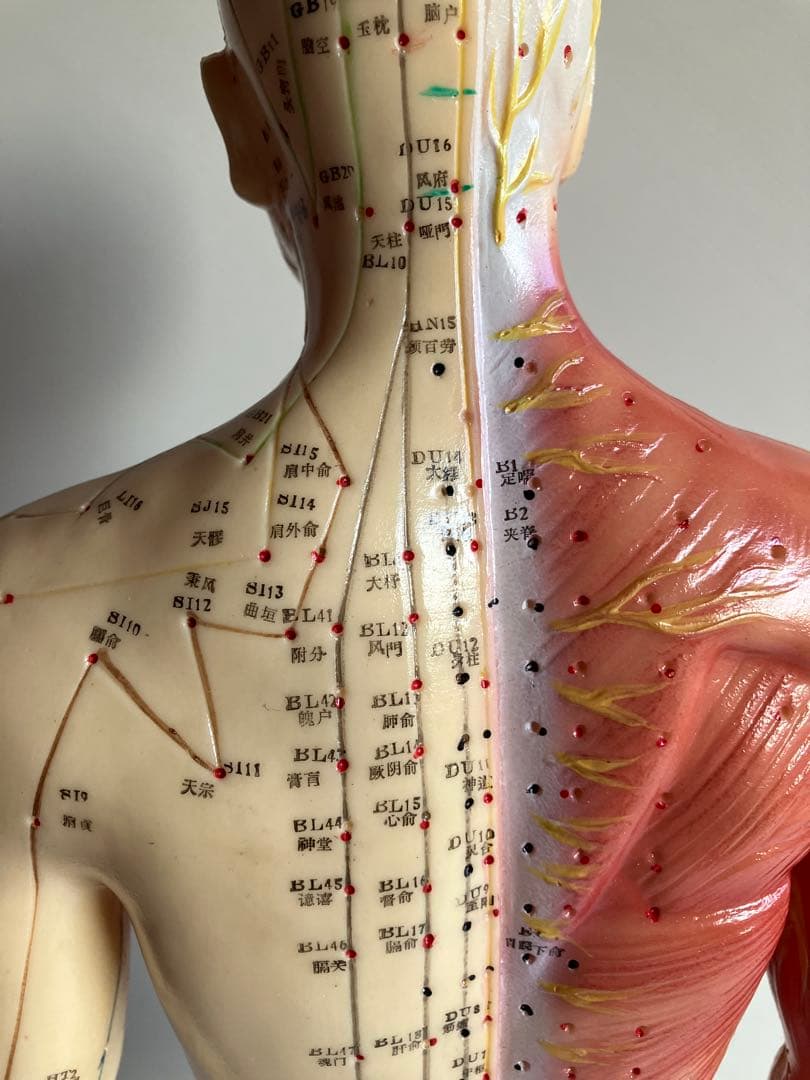 人体経絡経穴モデル　鍼灸整体ツボ　東洋中医学教材　男性人形模型　56㎝