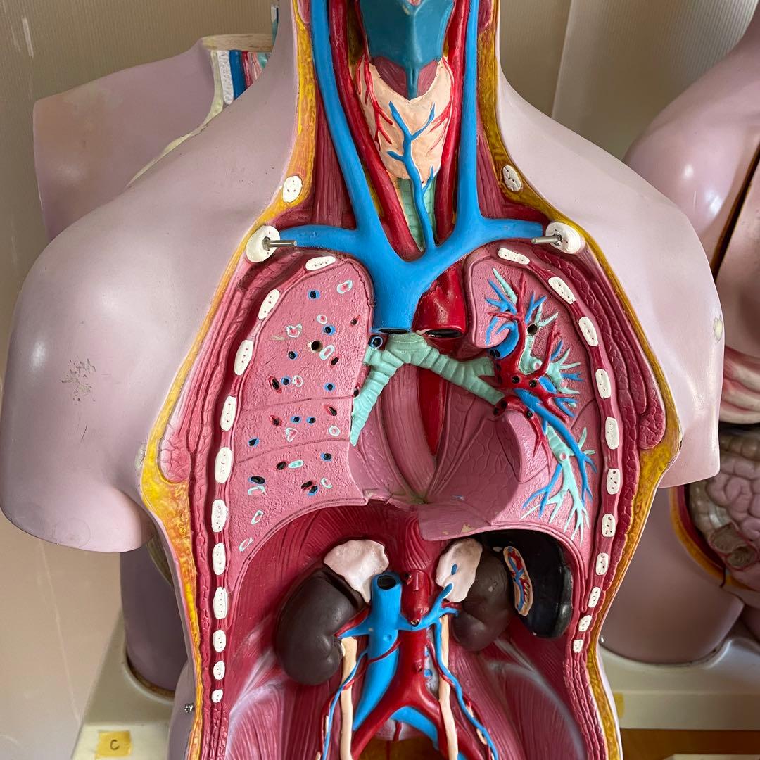 解剖学 内臓模型 トルソー 解剖模型 人体模型 標本 医療器具 大学病院 医学