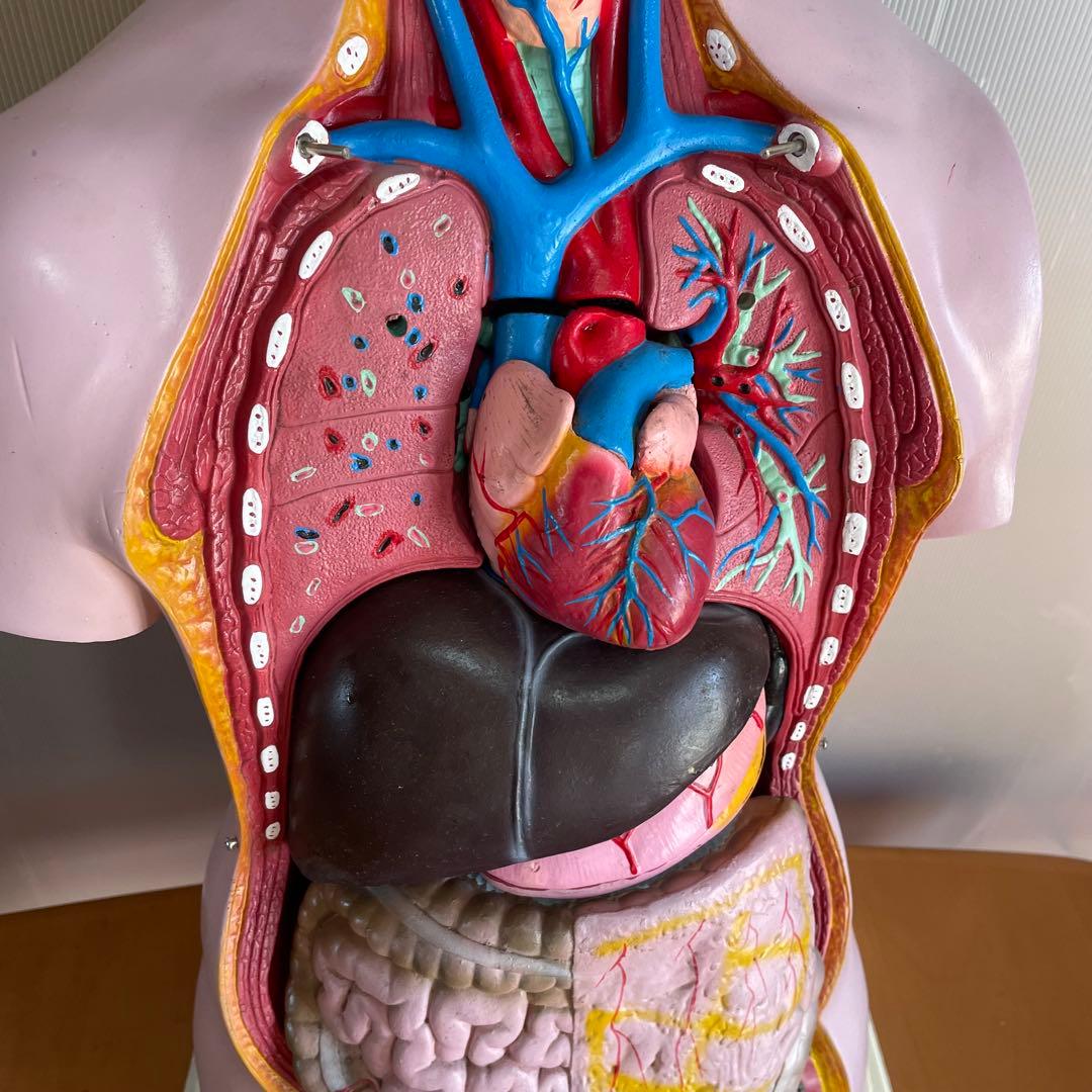 解剖学 内臓模型 トルソー 解剖模型 人体模型 標本 医療器具 大学病院 医学