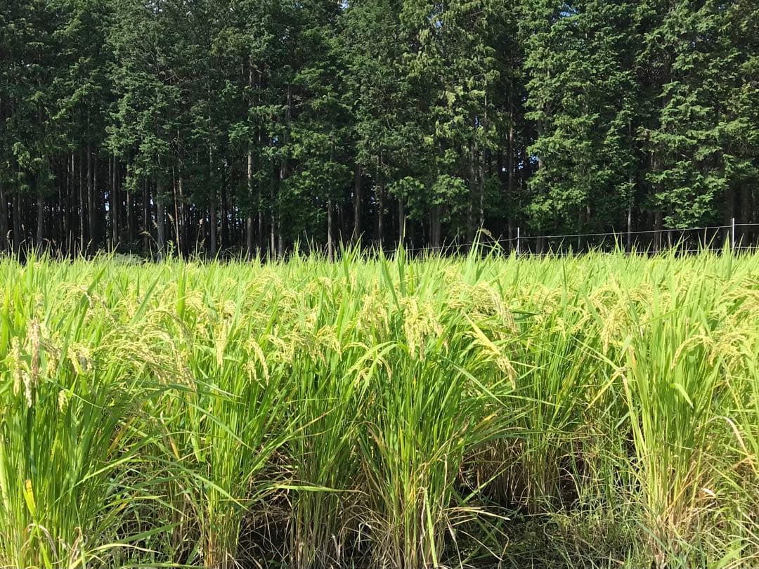Natural farming自然栽培玄 腸脳相関 バーナード ジェンセン