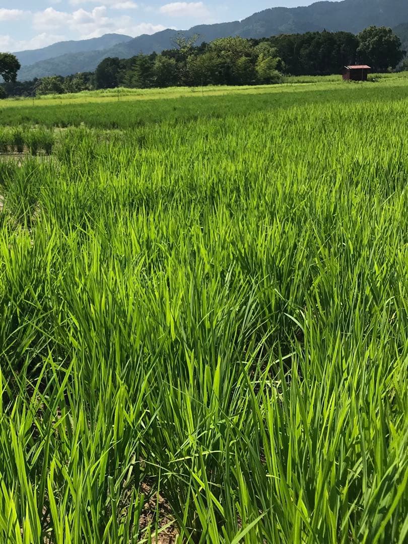Natural farming自然栽培玄 腸脳相関 バーナード ジェンセン