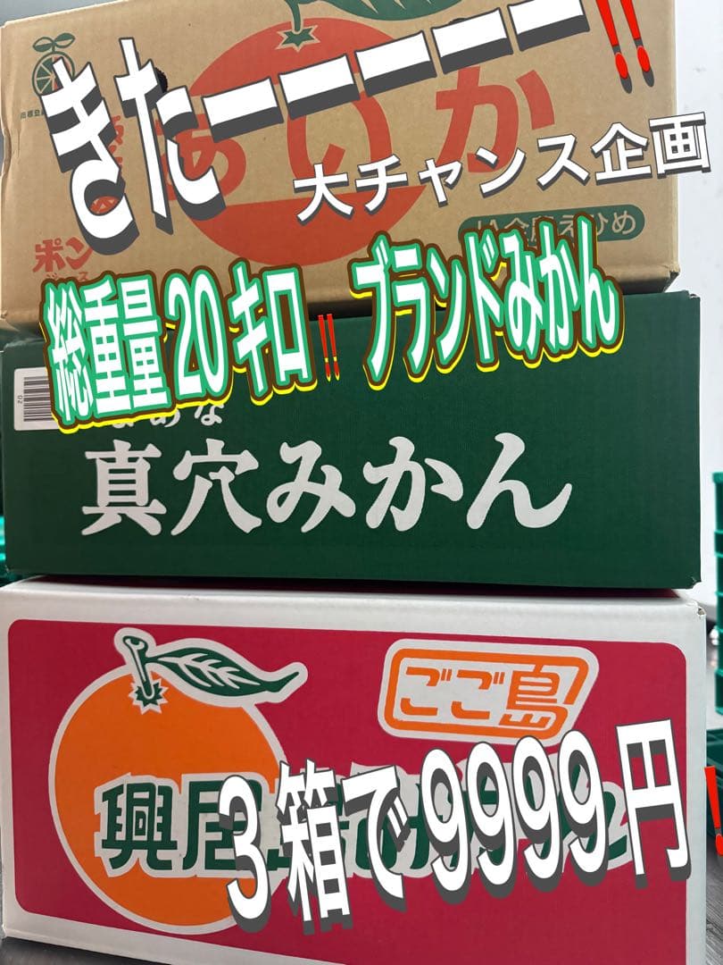 本日大チャンス企画きたーー‼️3箱同時‼️まどんな、興居島、真穴みかん9999円15