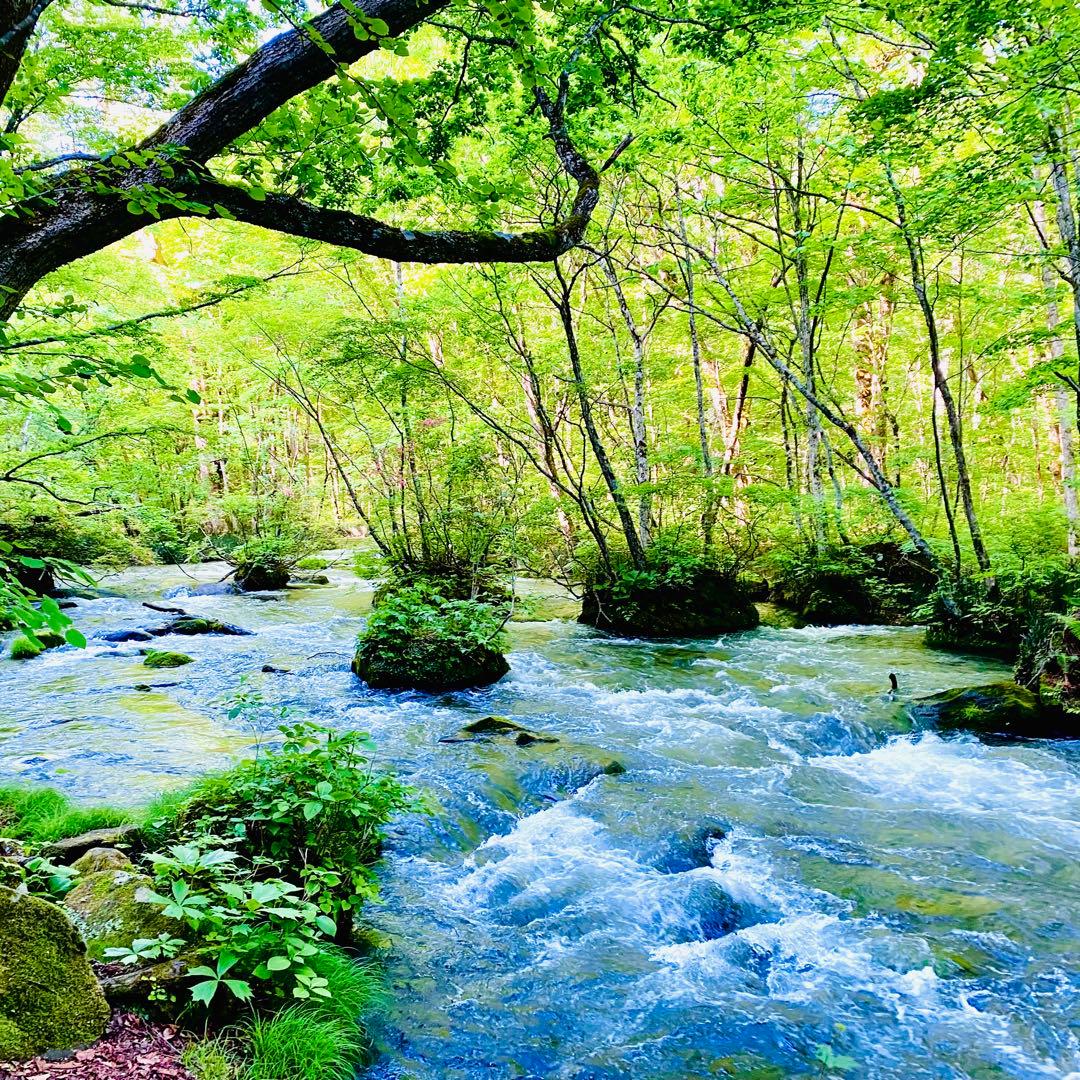 タネ にんにく 消毒済み 中サイズ 青森県産 福地ホワイト六片 種用ニンニク