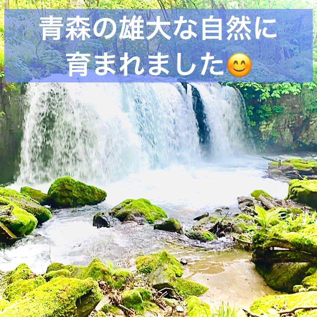 タネ にんにく 消毒済み 中サイズ 青森県産 福地ホワイト六片 種用ニンニク