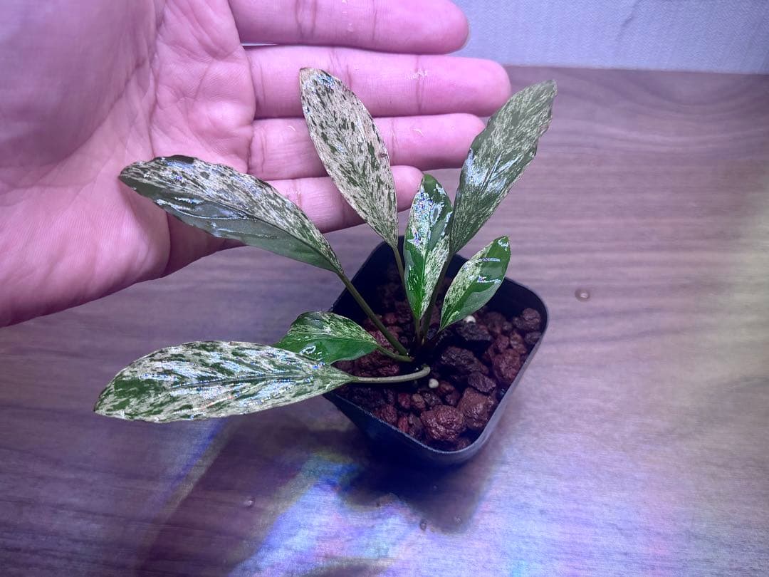 ブセファランドラ　斑入り株　Pipto Variegata