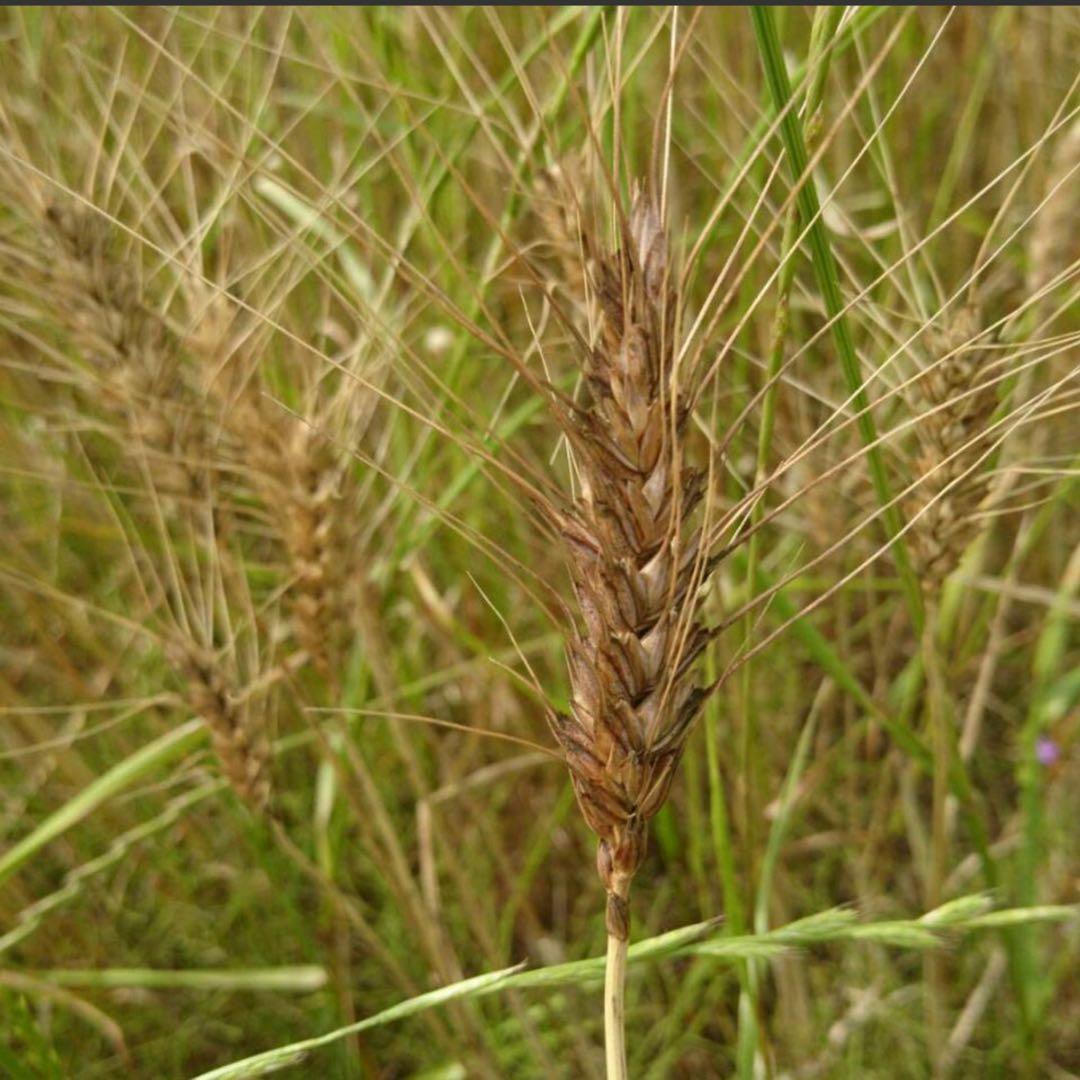 自然栽培玄麦　13kg 熊本県産