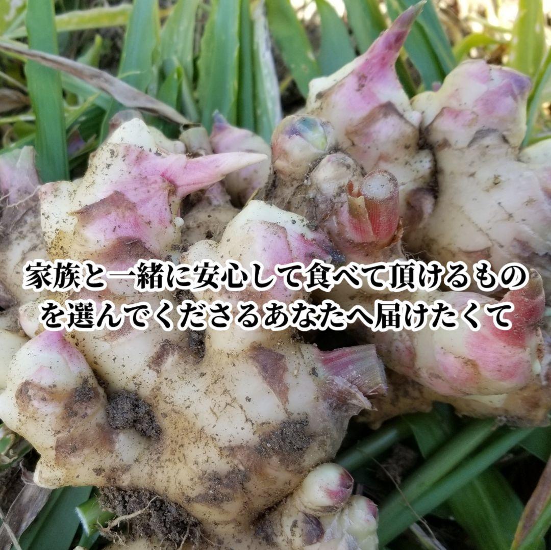 UZU 新生姜2,6kg 古根2,6kg 農薬肥料不使用 熊本県産