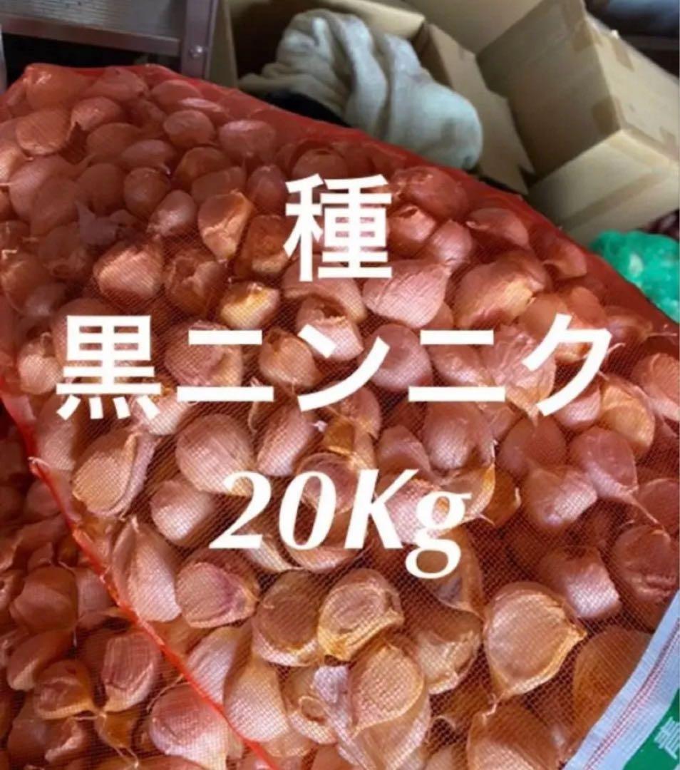 新物　青森県にんにく20キロ 大　種