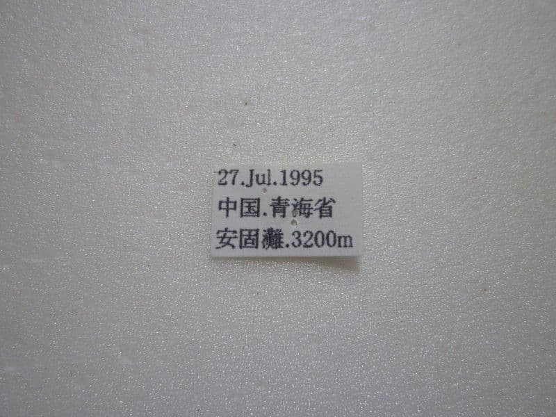 【外国産蝶標本】オオアカボシウスバ♂/青海省.安固灘産/58.6mm
