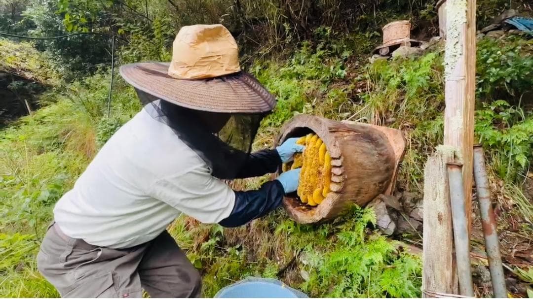熊本県産の非加熱日本ミツバチの蜂蜜