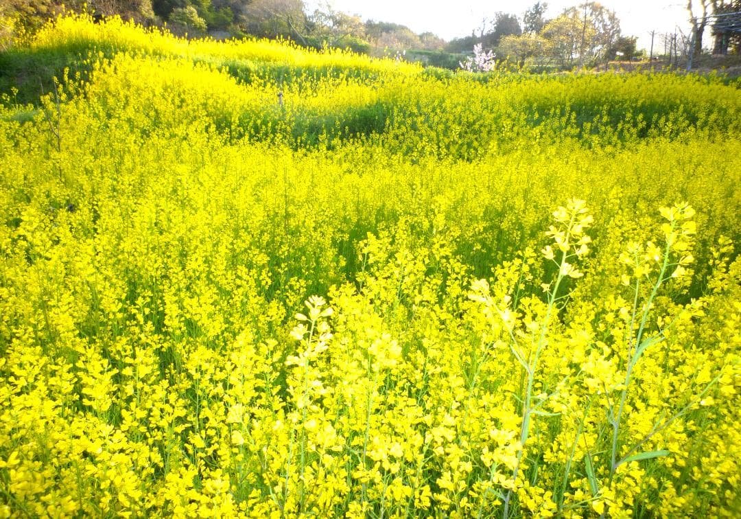 安心の日本みつばち 芳醇糖度80％優良品 非加熱 春はちみつ1,100ｇ