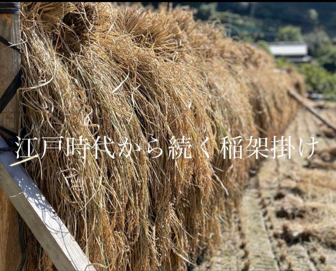 農薬化学肥料除草剤不使用 R6年度米愛媛県産ひめの凛稲架掛け米 5kg