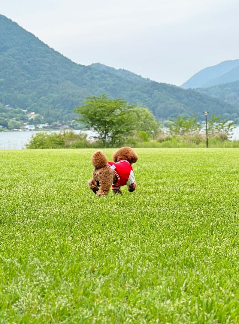小型犬のスウェットスタジャン 赤