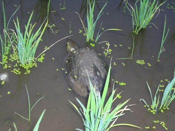 R７年産.★ひろしまの米い～ね！★ヒノヒカリ10kg（精米後9㎏）