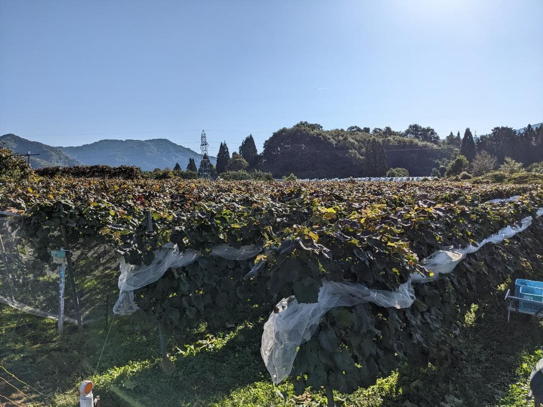 山ぶどう １０kg　山形県月山山麓産①
