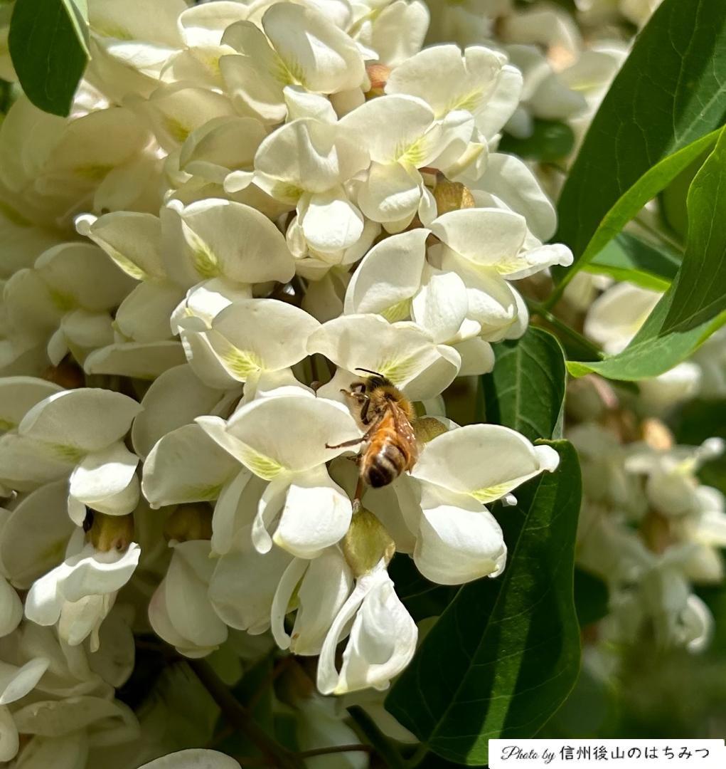 国産蜂蜜 アカシア 百花 1000g 各１本 長野県産 セイヨウミツバチ