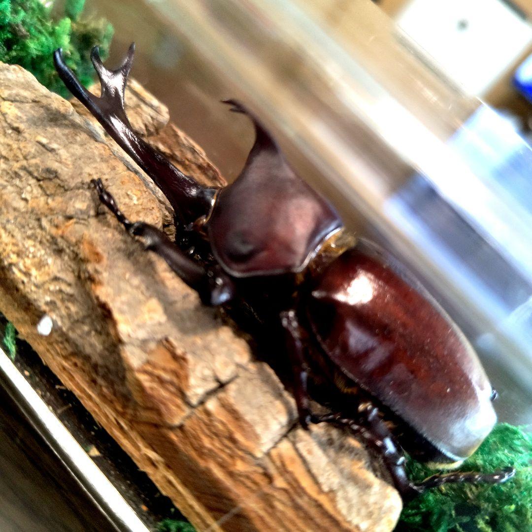 宝物野生巨大超特大大型87mm頭角19.8mm胸角6.4mmぐらいカブトムシ標本