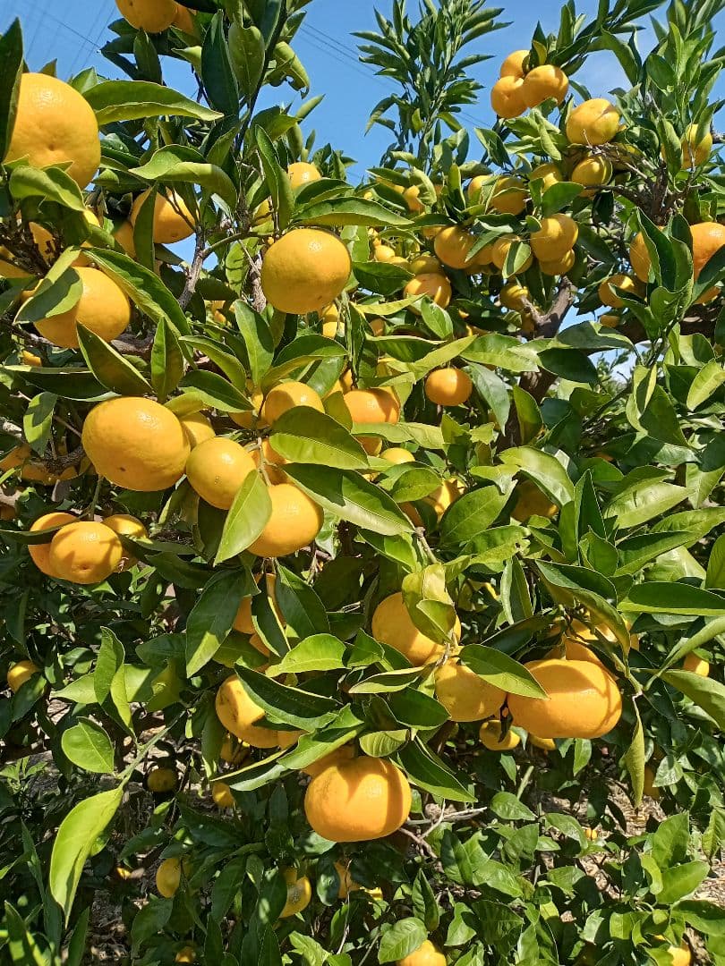 和歌山産　減農薬早生みかん5kg