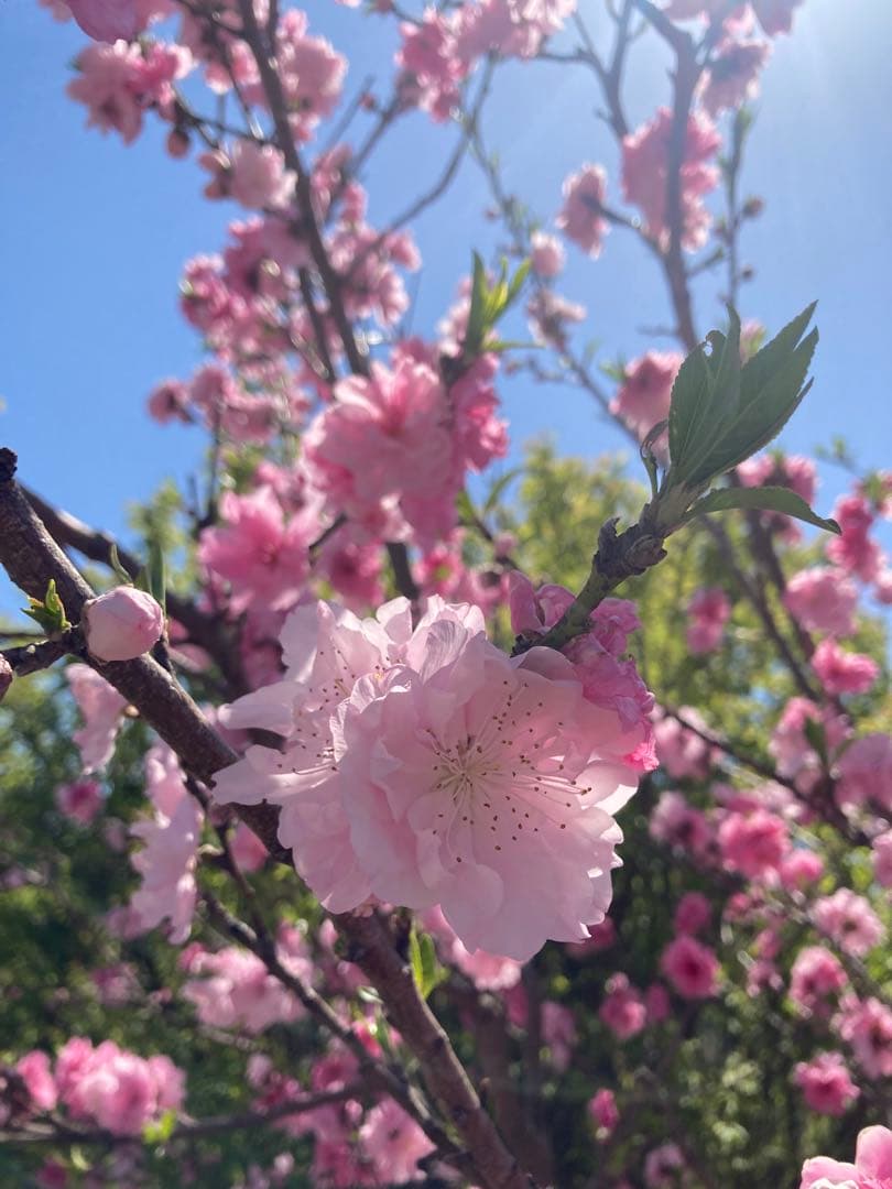 onemu77 ニホンミツバチ　生ハチミツ　日本蜜蜂　1120g