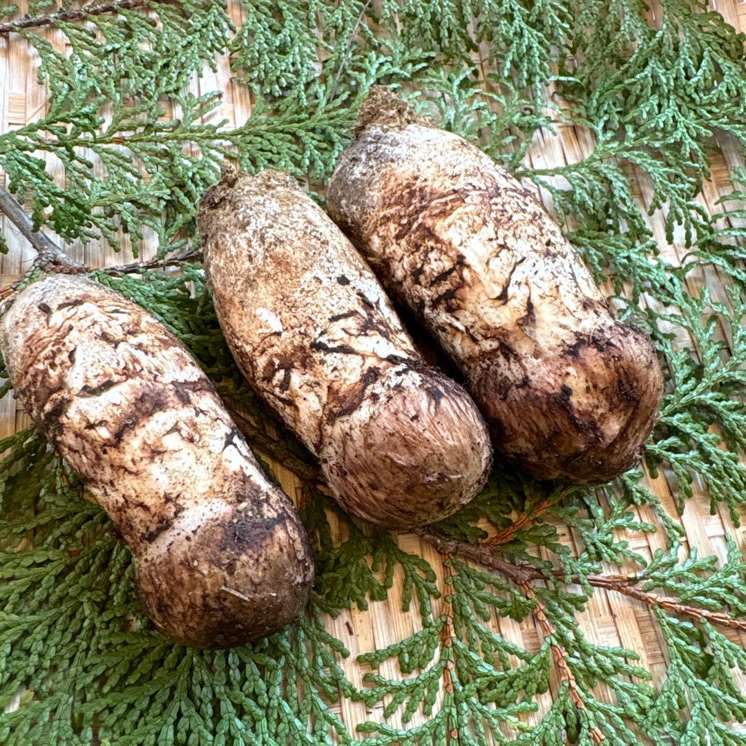 長野県南信州産‼️松茸 大小　3本セット 144g 10/24朝採れ