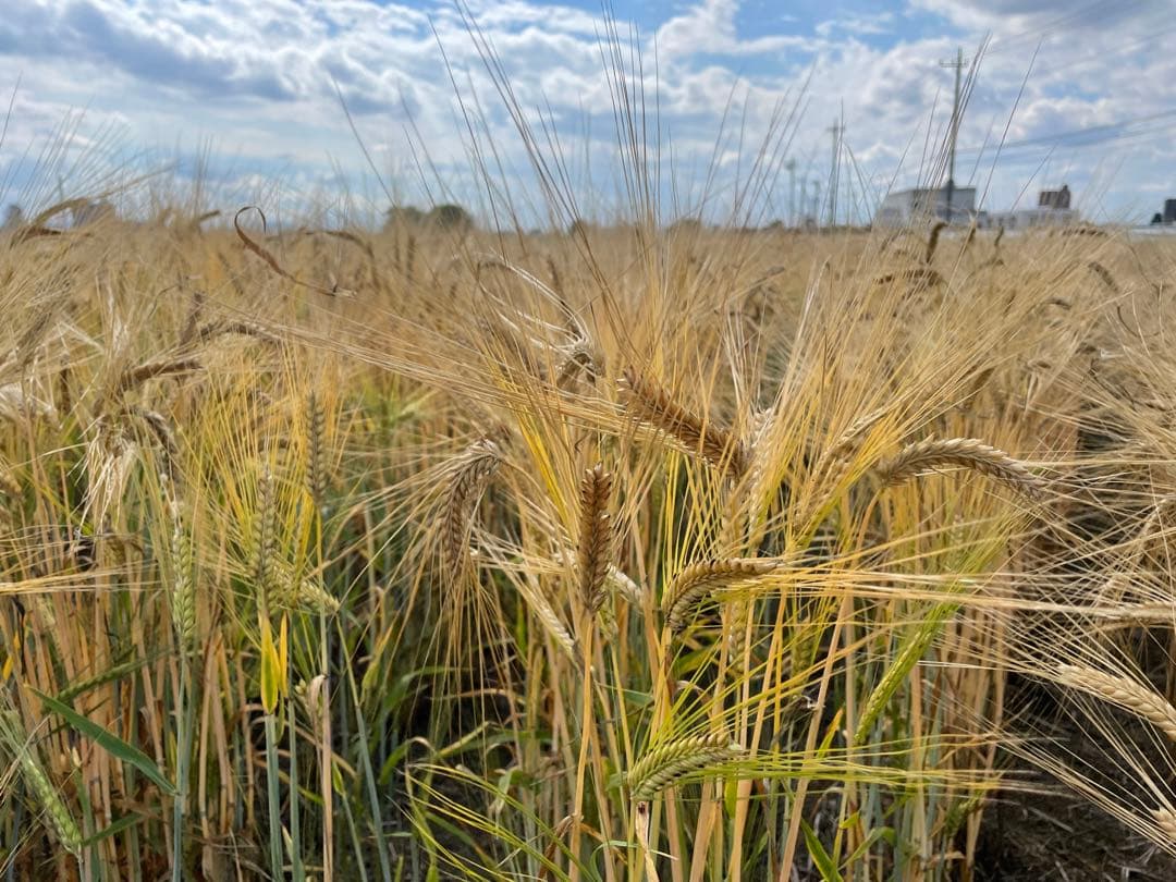 送料込み！10kg もち麦　キラリモチ　大麦　健康