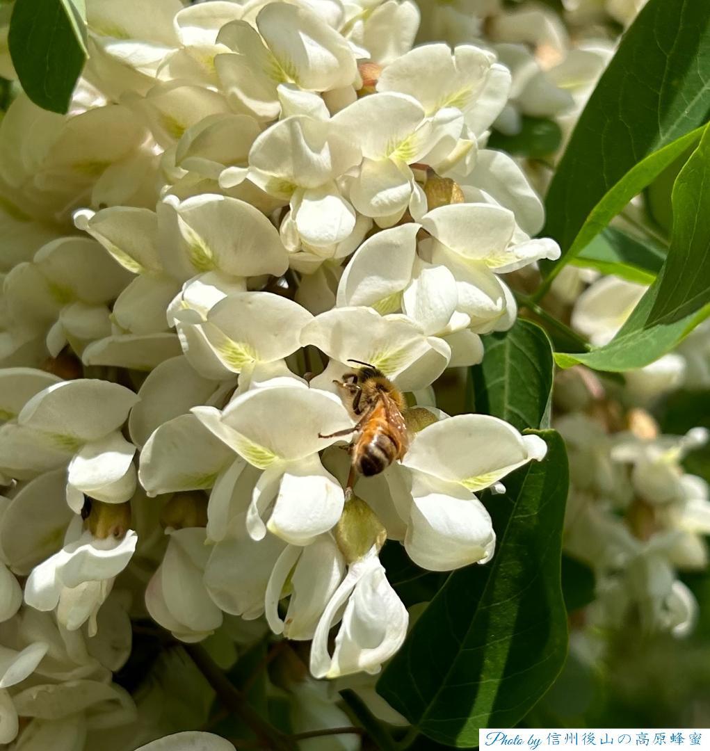国産蜂蜜 信州産 1000g 3本セット アカシア蜂蜜 百花蜜 栗蜜