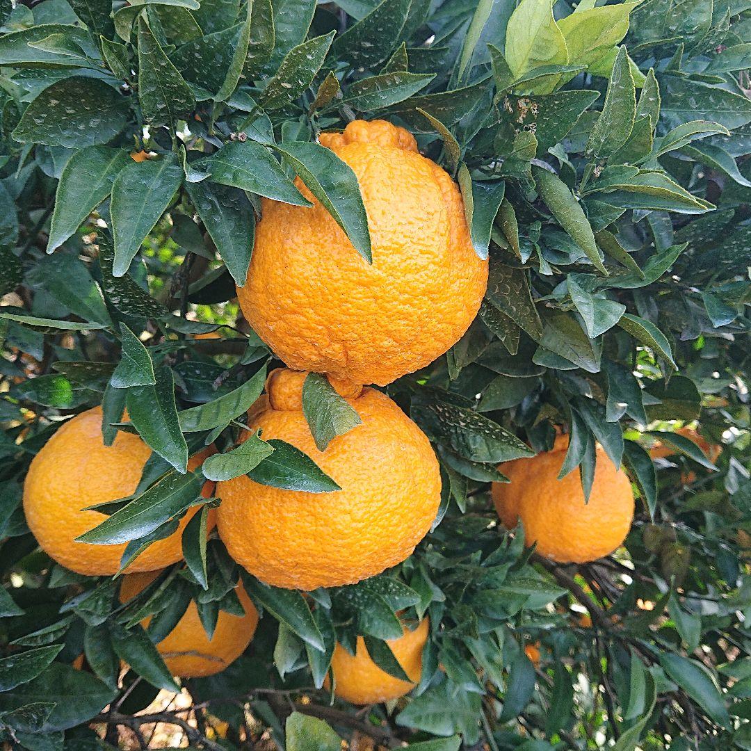 超お得な 18kg 熊本産不知火デコポン 味恋みかん 超人気(^o^)