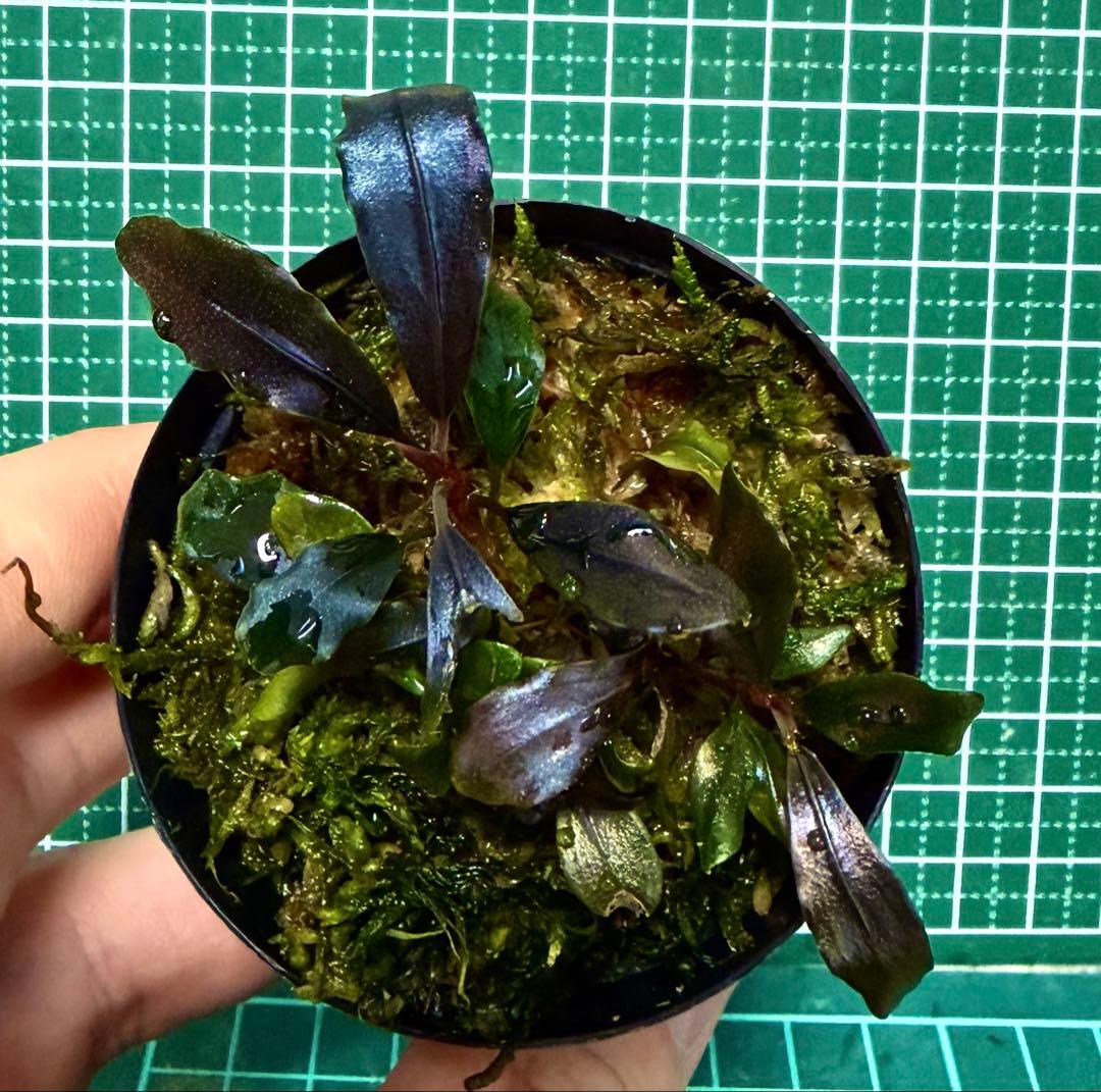 水草 Bucephalandra sp.Ghostkalimantan