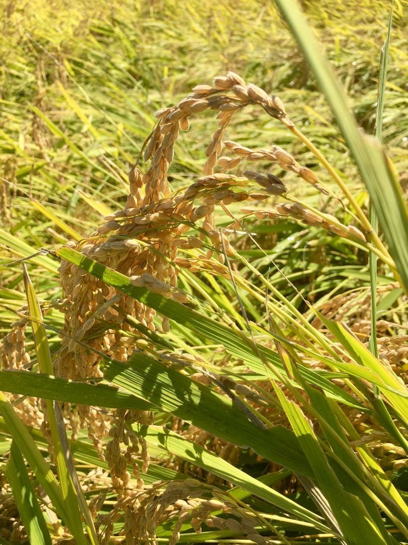 特殊農法⭐︎新米つや姫⭐︎宮城県産⭐︎
