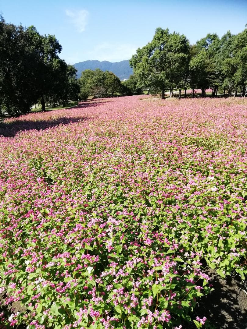 ♥️極み★希少セット品①『100％純粋春蜜の5瓶セット』《幻の天然完熟百花蜜》