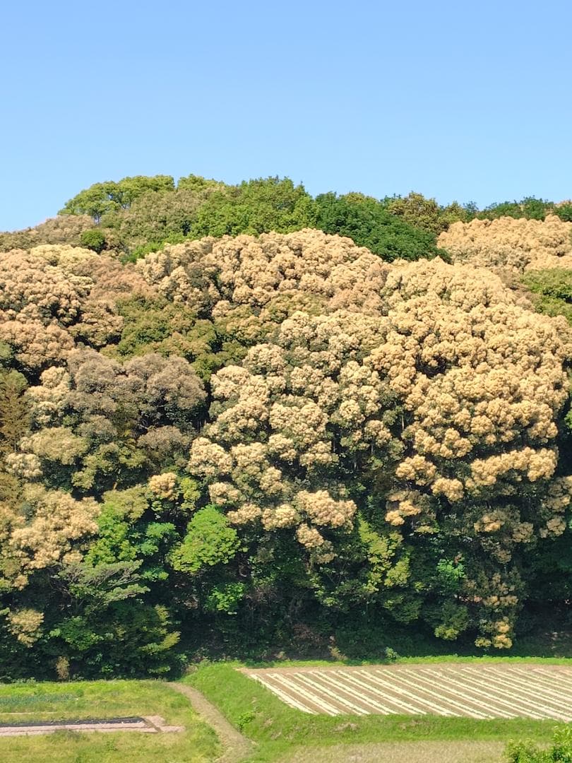 ♥️極み★希少セット品①『100％純粋春蜜の5瓶セット』《幻の天然完熟百花蜜》