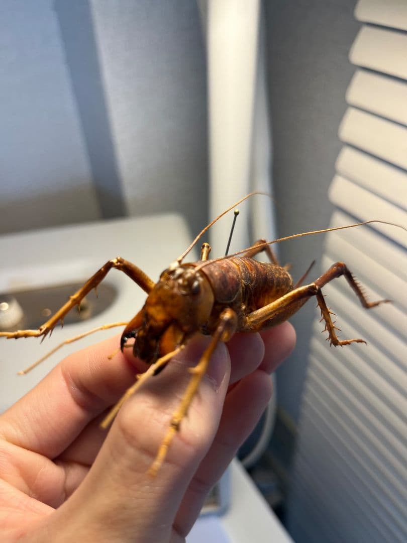 【極美展足】アゴコロギス ダイオウクロギリス 昆虫標本 直翅類 カマキリ