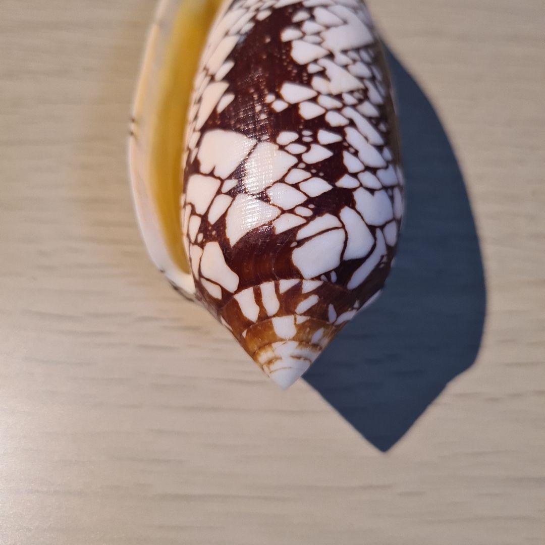 イモガイ貝殻 Darioconus Aulicus Propenudus