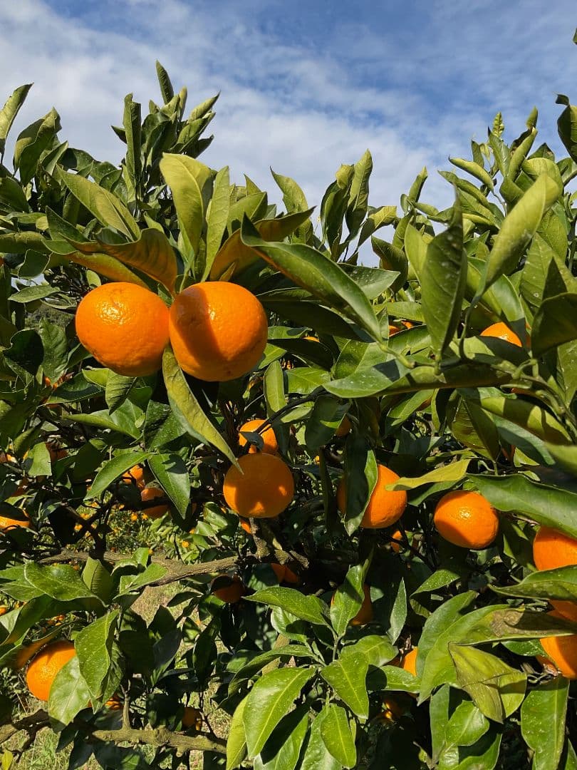 和歌山県由良町産　温州みかん（早生みかん、中生みかん）秀品10kg