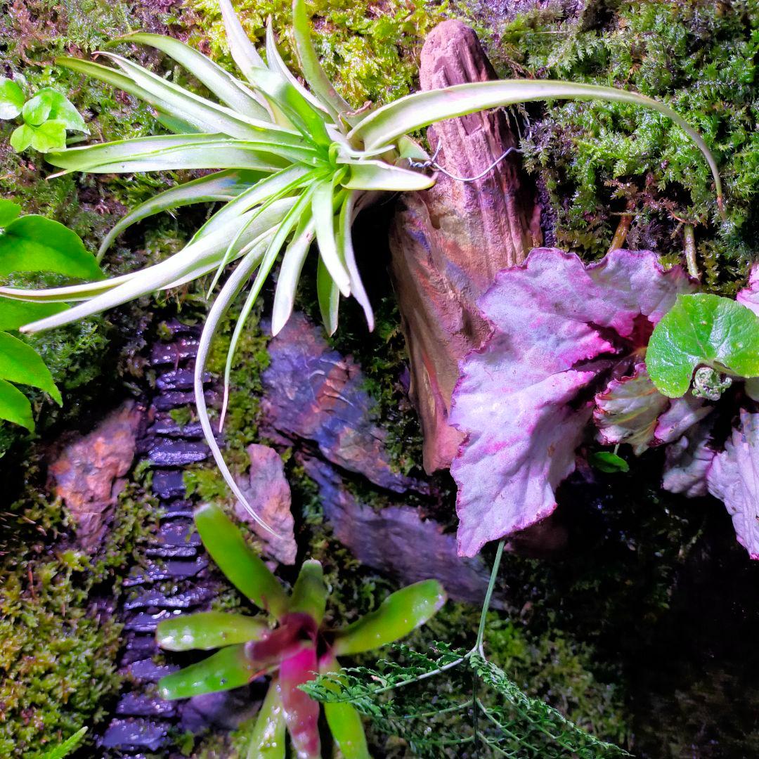 究極の自然の中の飼育箱(階段、化石付き)、太古の自然、ビバリウム、苔テラリウム