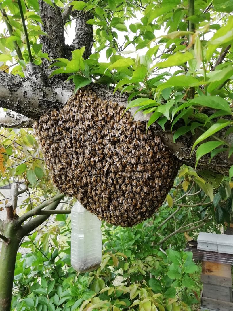 ♥️極み希少限定品『100％純粋春蜜の2瓶セット』《幻の天然完熟百花蜜》
