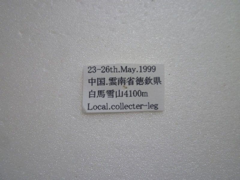 【外国産蝶標本】ミカドウスバ♂/四川省.白馬雪山産/70.3mm