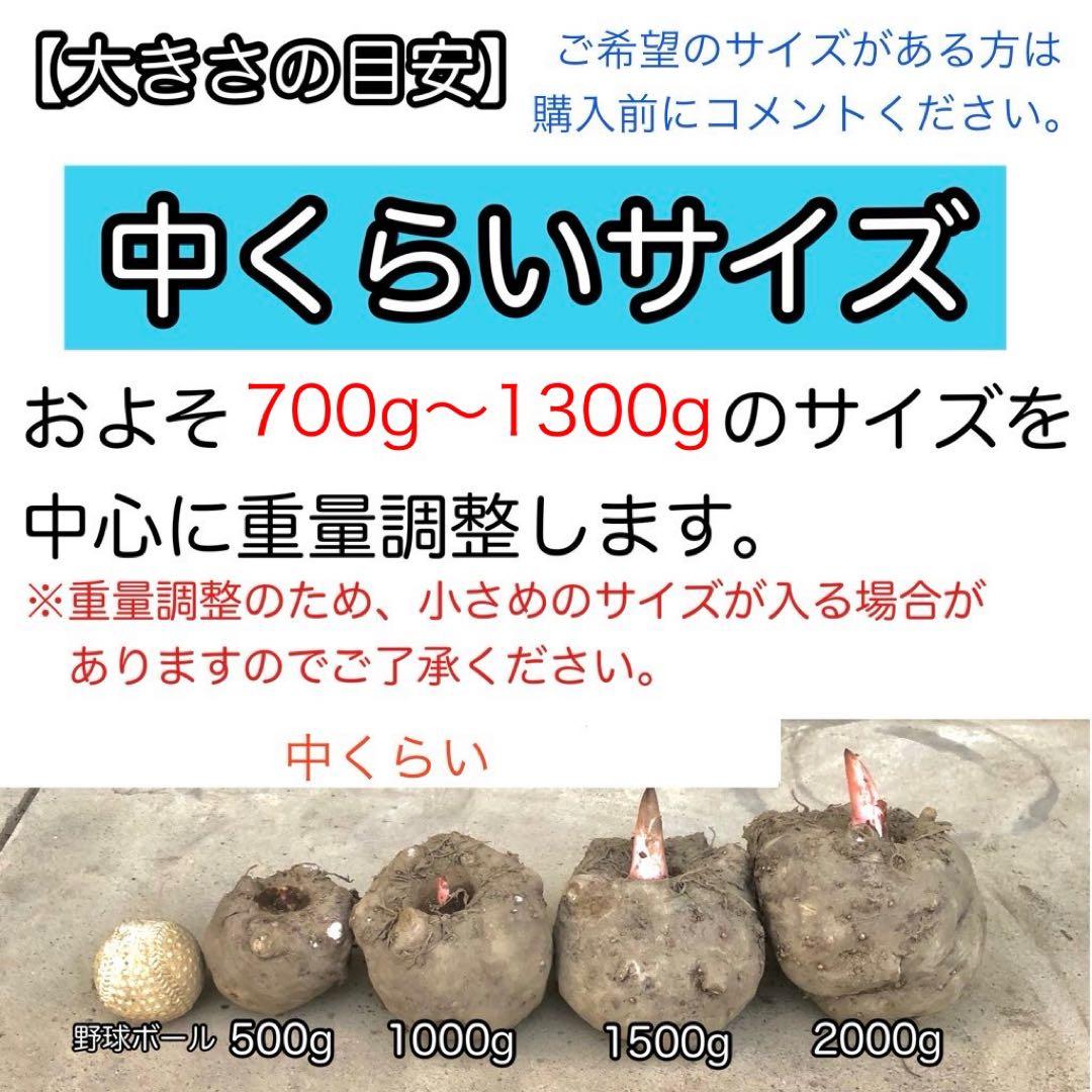 【群馬県産】こんにゃく芋　箱込み20kg以内　手作りこんにゃく用【中サイズ】