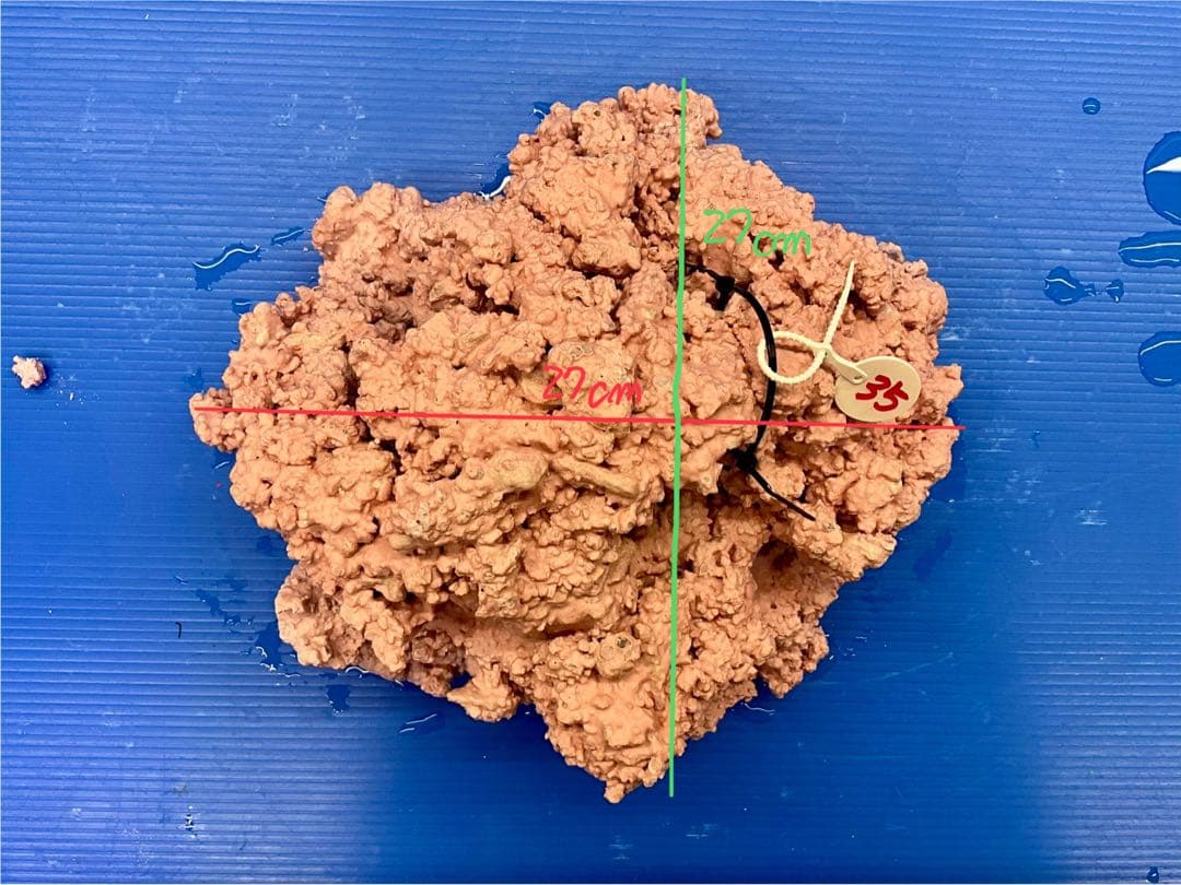 人工ライブロック　No.35 無害化処理済　⭕️在庫処分⭕️