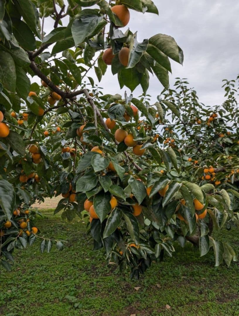 ⑬ 中玉 市田柿 ６kg 2Lサイズ 長野県産 農家直送 干し柿