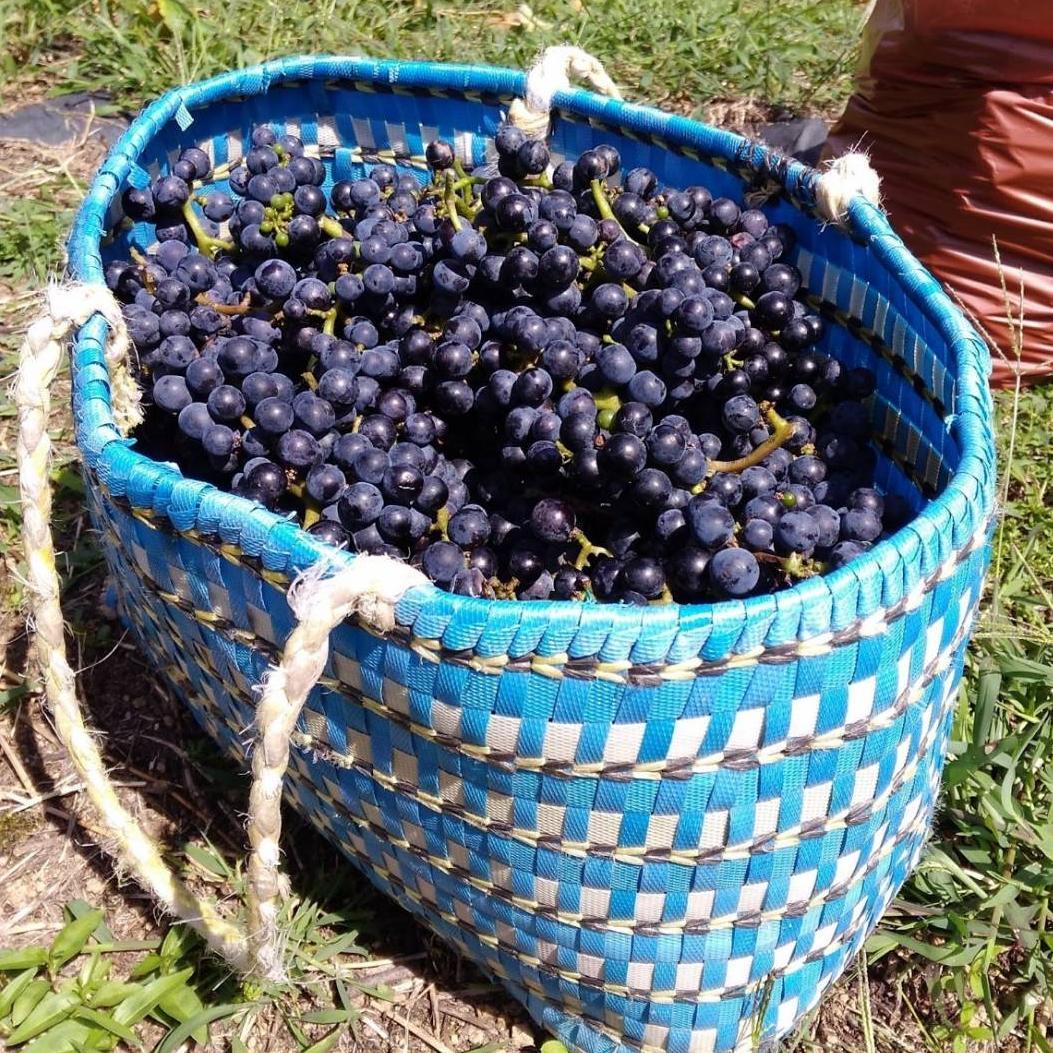 【たっぷり12kg】鳥海山麓の自家栽培 やまぶどう 果実酒にも②