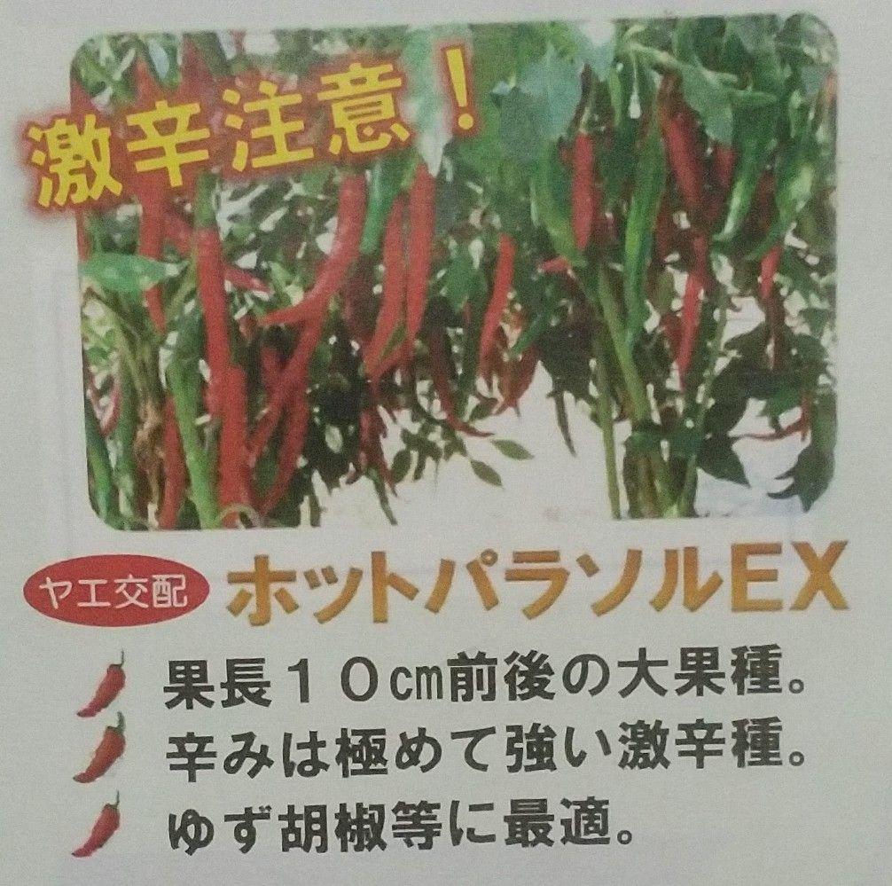 激辛青唐辛子❗ 10kg 農薬を使わない農家直送