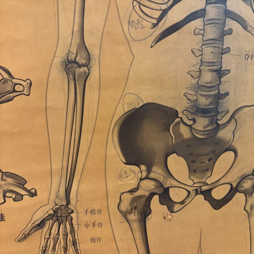 人体解剖図 白骨 人体模型 ヴィンテージ アート アンティーク