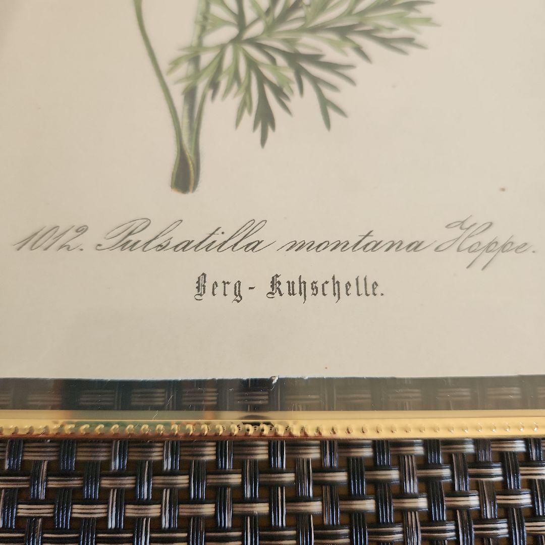 ボタニカルアート　植物画　アンティーク　リトグラフ　インテリア　植物図鑑　29