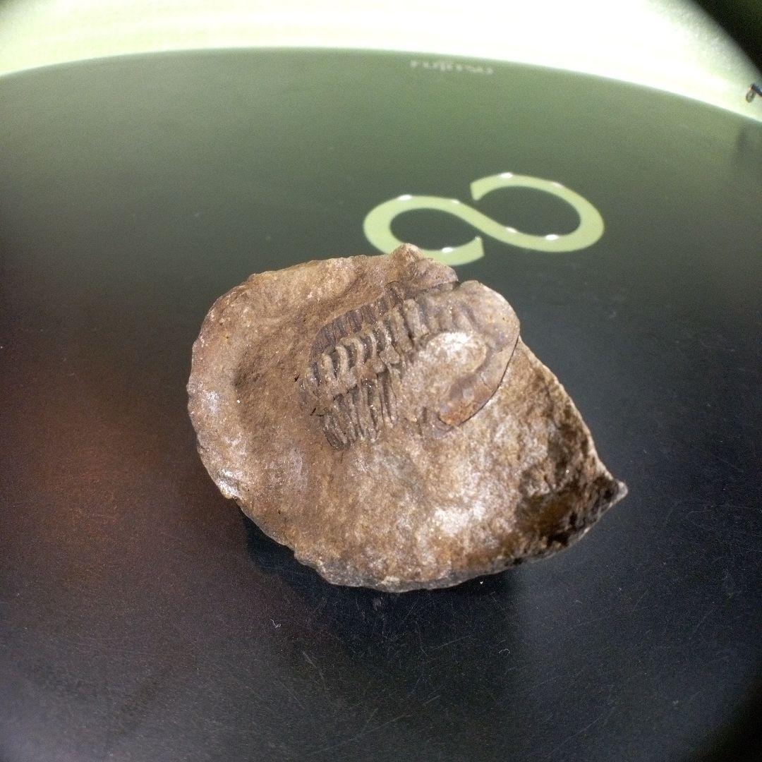 三葉虫　化石　fossil　ボリビア　trilobite　三葉虫綱　三葉虫管理①