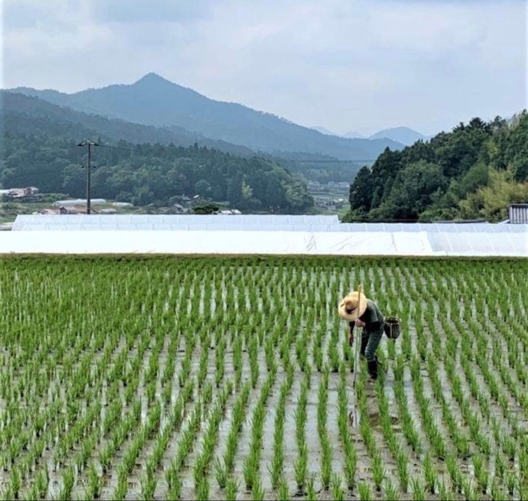 令和7年度産　山口県産（新米）10kgコシヒカリ　白米/玄米　農家直送　送料無料