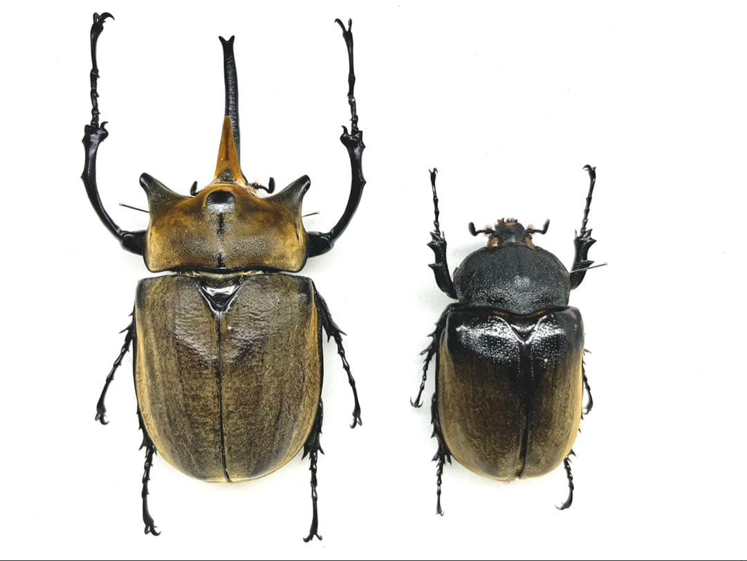 エレファスゾウカブト　122mm ペア　標本