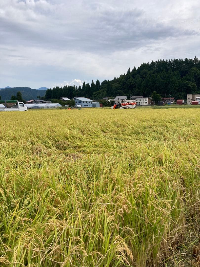 令和7年産魚沼コシヒカリ精米10kg