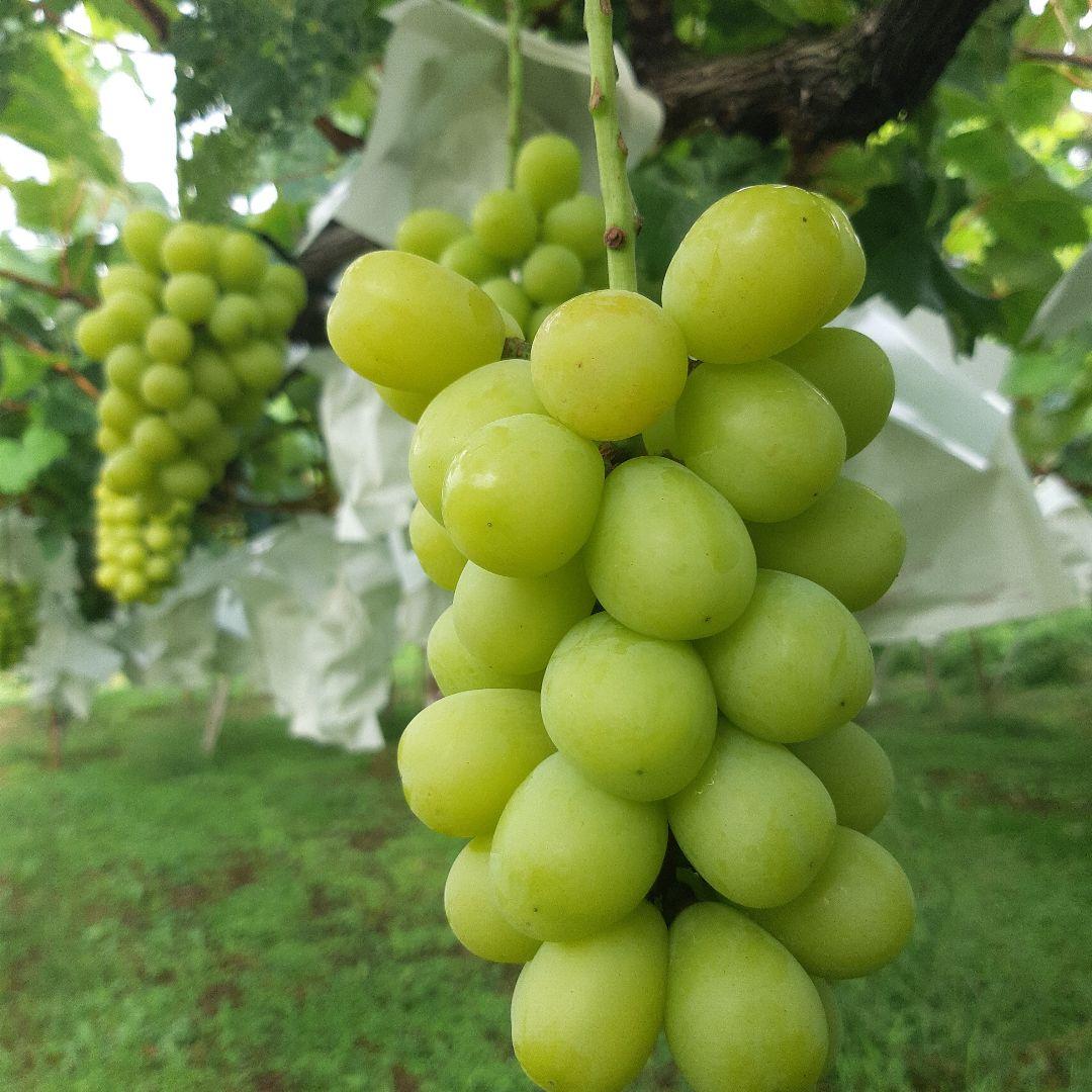 シャインマスカット徳用秀品5キロ入り