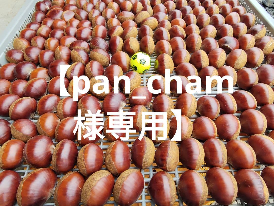 【pan_cham（9/12）】栗　茨城県産　朝収穫　厳選　5kg